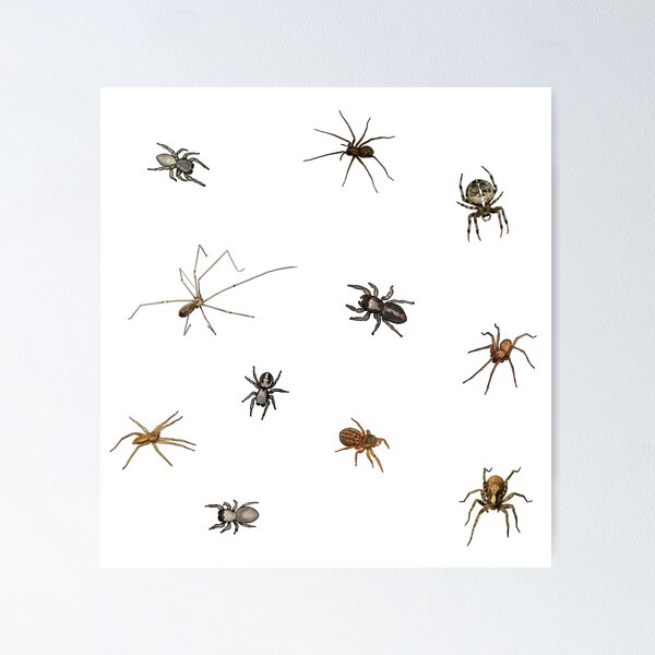 "Spiders!" Poster for Sale by GayerCrimes | Redbubble