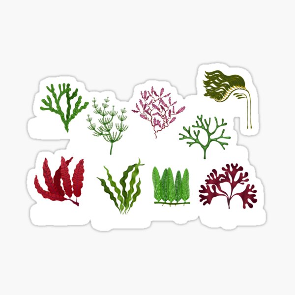"Seaweed Collection, Algue " Sticker for Sale by faycal1892 | Redbubble