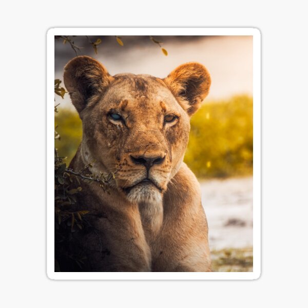 "Graceful As A Lioness" Sticker by Laladream | Redbubble