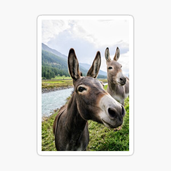 "Donkeys" Sticker for Sale by Shiroi-Kuruma | Redbubble