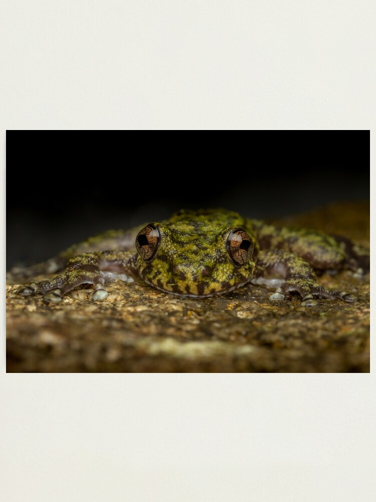 "Waterfall Frog (Litoria nannotis) - endangered frog from Far North ...