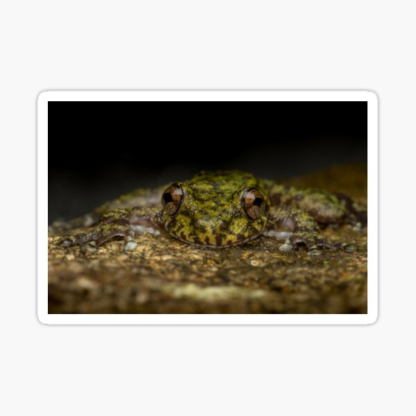 "Waterfall Frog (Litoria nannotis) - endangered frog from Far North ...