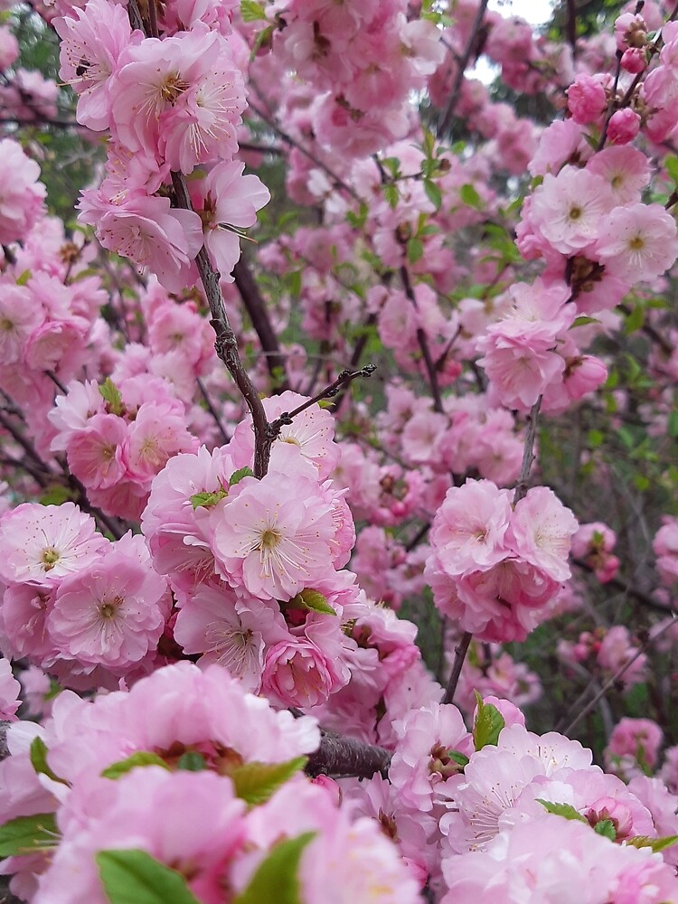 "double flowering plum shrub" Poster for Sale by Imaginethispic | Redbubble
