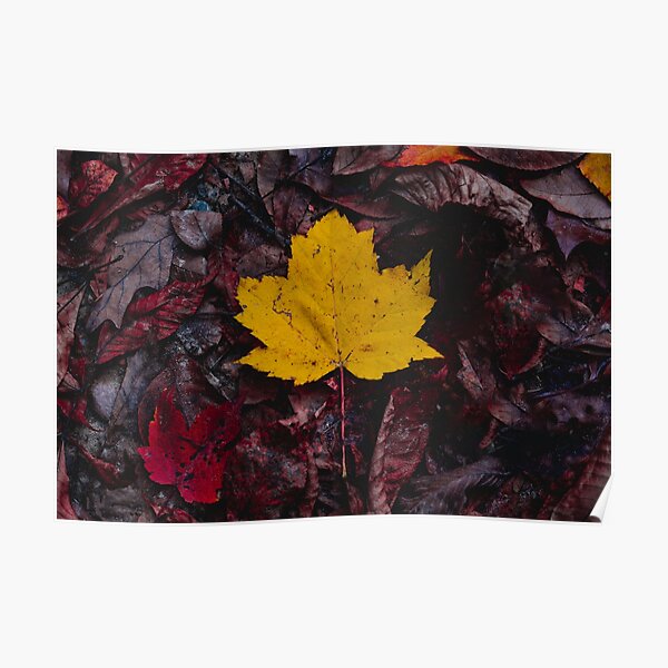 "Maple leaf" Poster for Sale by redbubblesireen | Redbubble
