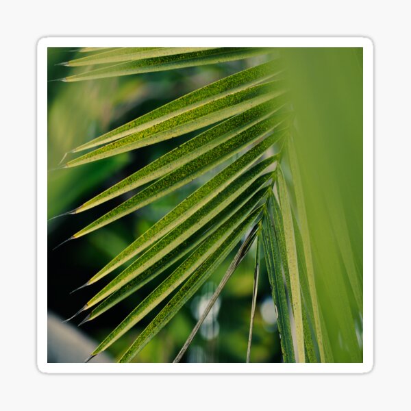 "Palm Leaf" Sticker for Sale by sinkingstudio | Redbubble