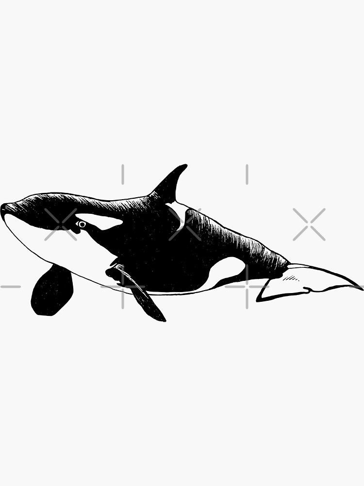 "Smiling Orca" Sticker by hildegunnhodne | Redbubble