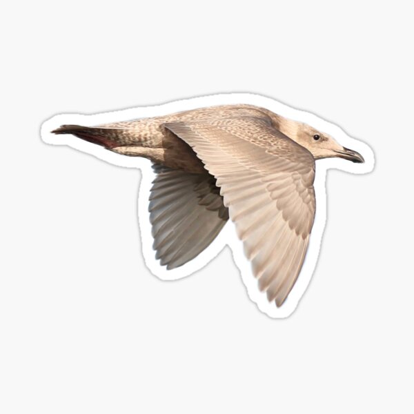 "Glaucous-Winged Gull" Sticker for Sale by Birds-And-More | Redbubble