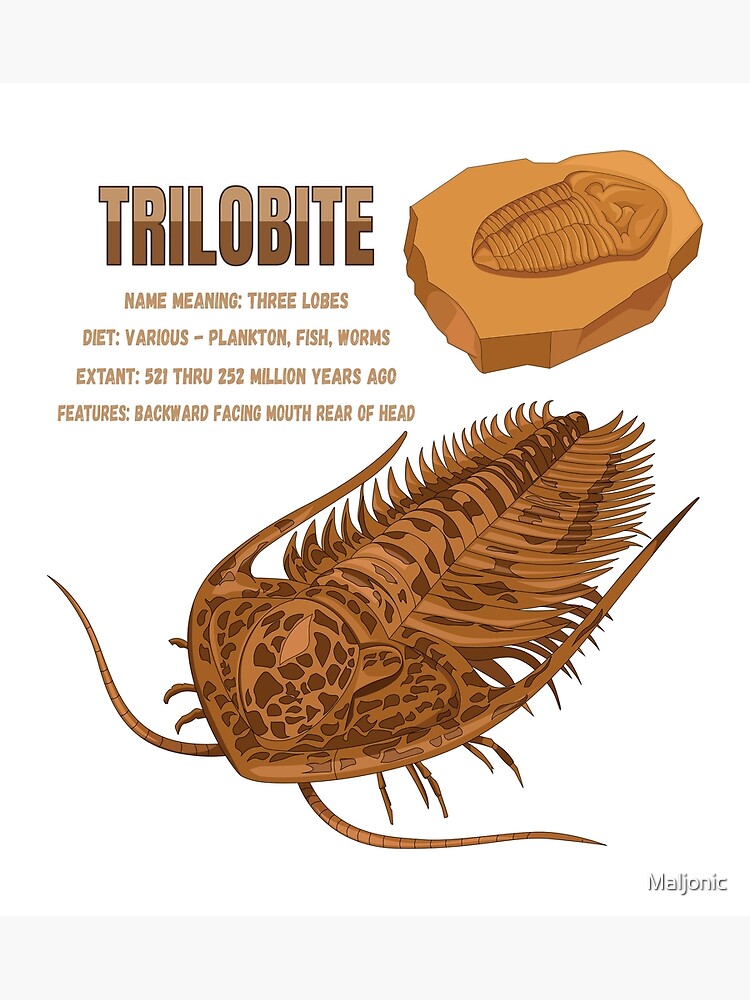 Póster «Trilobite Sea Creature and Fossil Lovers Infografía Obsequio ...