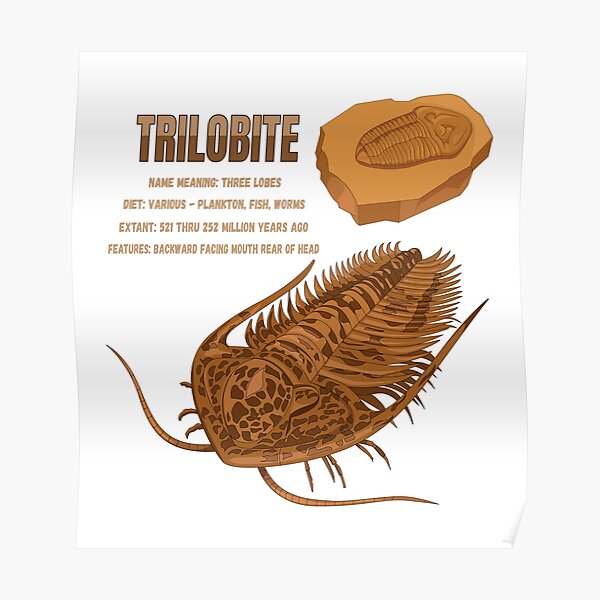 Póster «Trilobite Sea Creature and Fossil Lovers Infografía Obsequio ...