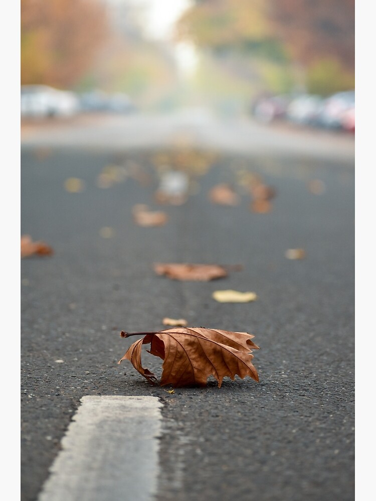 "Autumn on Webster Street" Poster by gabski | Redbubble