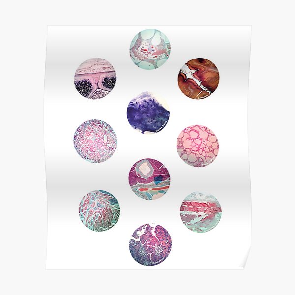 "Histology Slides " Poster for Sale by galvosaur | Redbubble