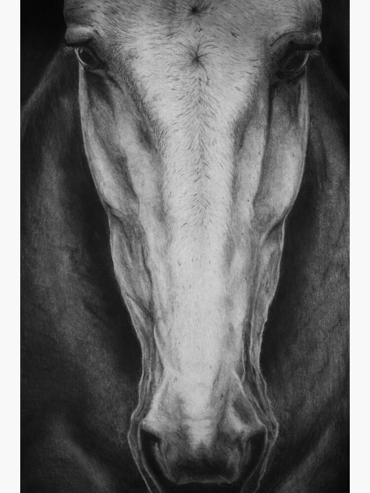 "Percheron" Sticker for Sale by arphotoart | Redbubble