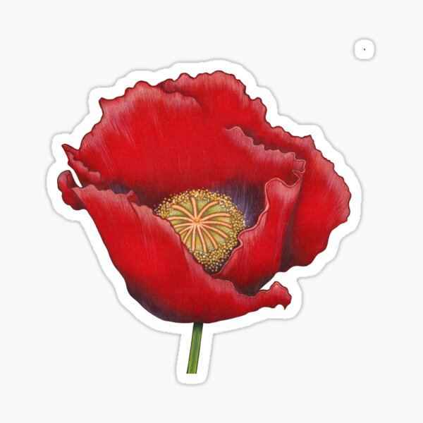 "opium poppy" Sticker by stevesuh | Redbubble