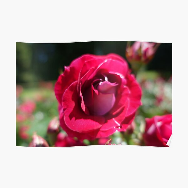 "Beautiful red rose flowers" Poster for Sale by naturematters | Redbubble