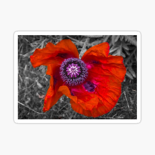 "Giant opium poppy - selective color" Sticker for Sale by ...