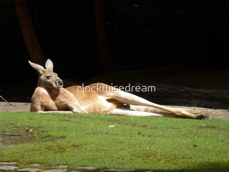 "Lazy Kangaroo" by clockwisedream | Redbubble