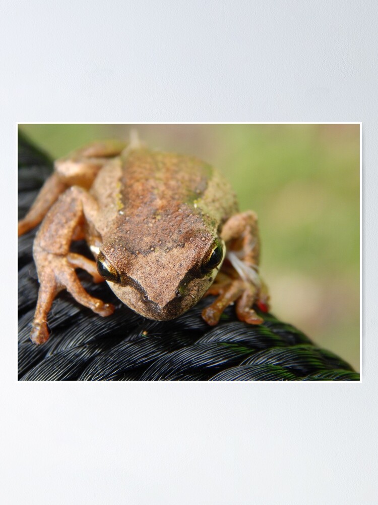 "Southern tree frog" Poster for Sale by DJR-Photography | Redbubble