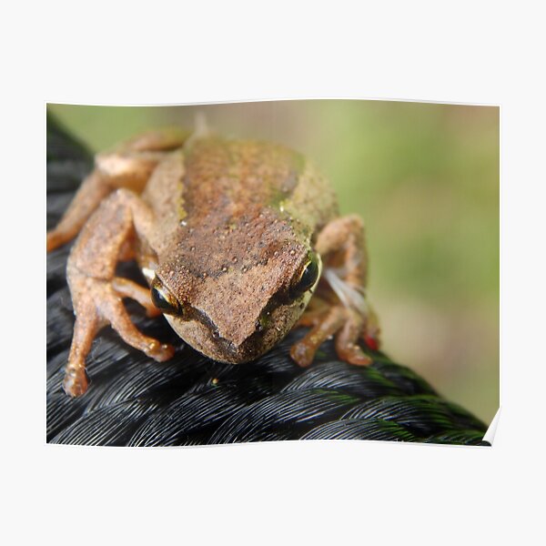 "Southern tree frog" Poster for Sale by DJR-Photography | Redbubble