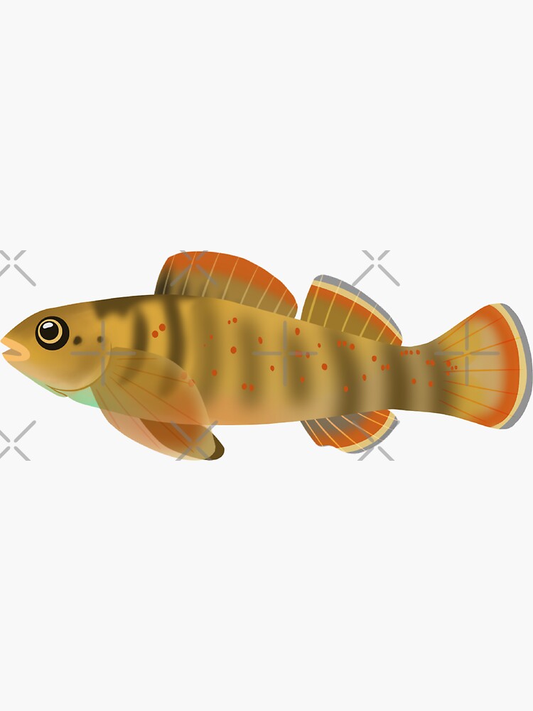 "Bluebreast Darter (Etheostoma camurum)" Sticker by shiinzi | Redbubble