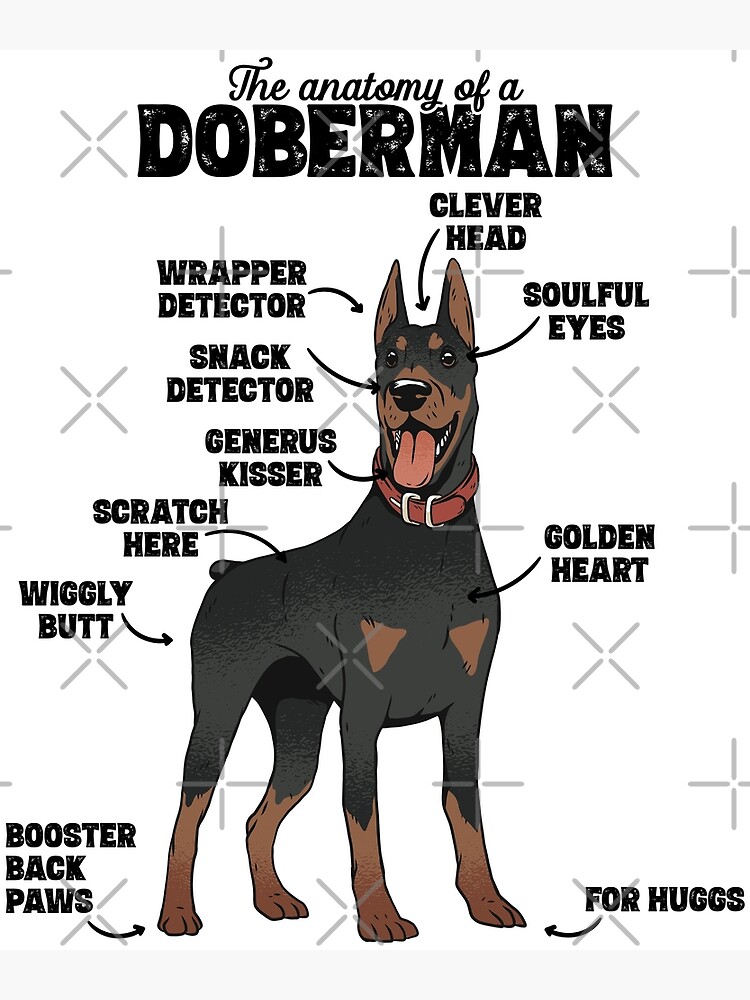 "The Hilarious Anatomy of a Doberman print" Poster by theodoros20 ...