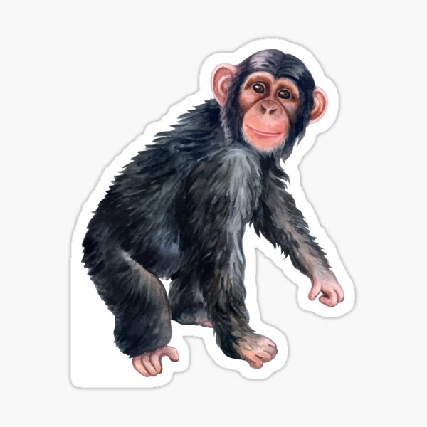 "Chimpanzees " Sticker for Sale by fulbag588 | Redbubble