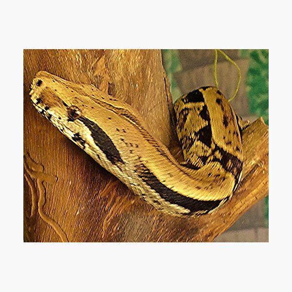 " Boa Constrictor on the move" Photographic Print by sandysartstudio ...