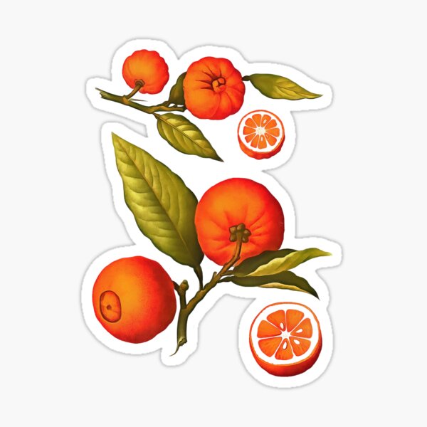 "Clusters of citrus " Sticker for Sale by Casiel31 | Redbubble