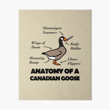 "Anatomy Of A Canadian Goose" Art Board Print for Sale by TheUnknown93 ...