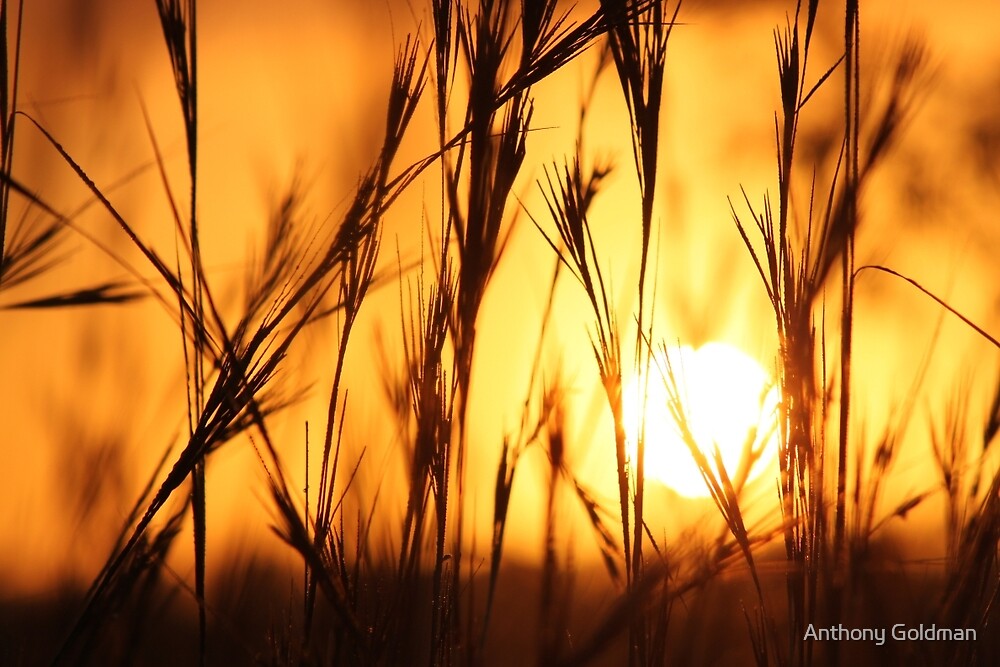 "Sunset in the African bushveld" by Anthony Goldman | Redbubble