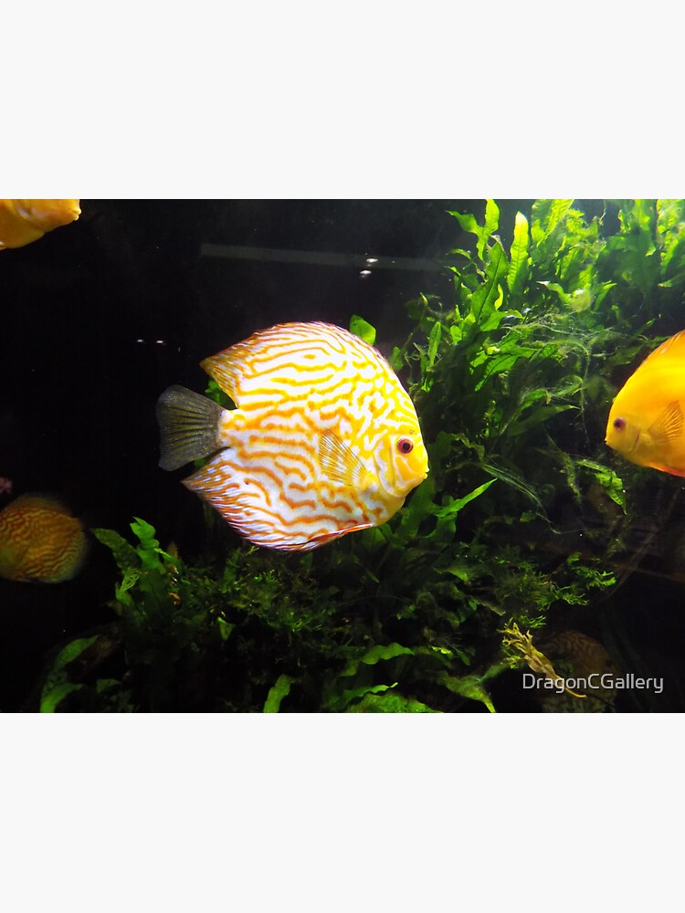 "Peach Panda Discus Fish Sideview" Sticker by DragonCGallery | Redbubble