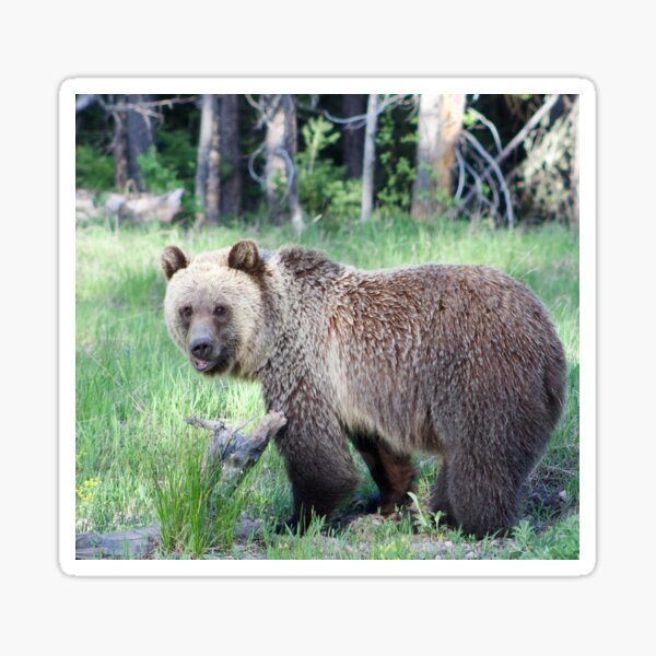 "Laughing Bear" Sticker for Sale by 99romeophoto | Redbubble