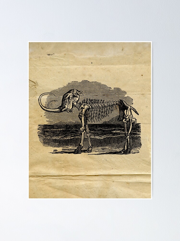 Póster «Mamut esqueleto Vintage ilustración en blanco y negro | Mamut ...