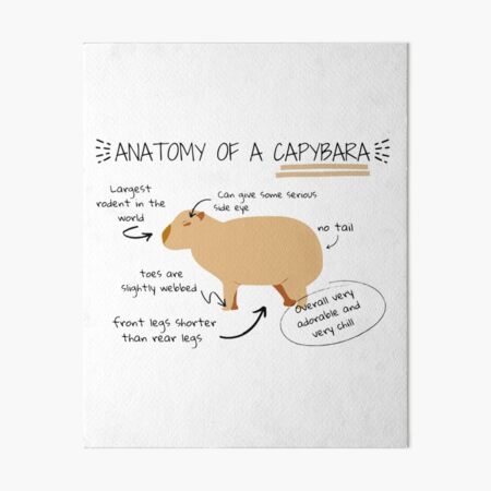 Lámina rígida «Anatomía de un capibara» de FreshDressedTee | Redbubble