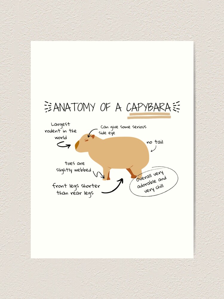 "Anatomy of a capybara" Art Print for Sale by FreshDressedTee | Redbubble