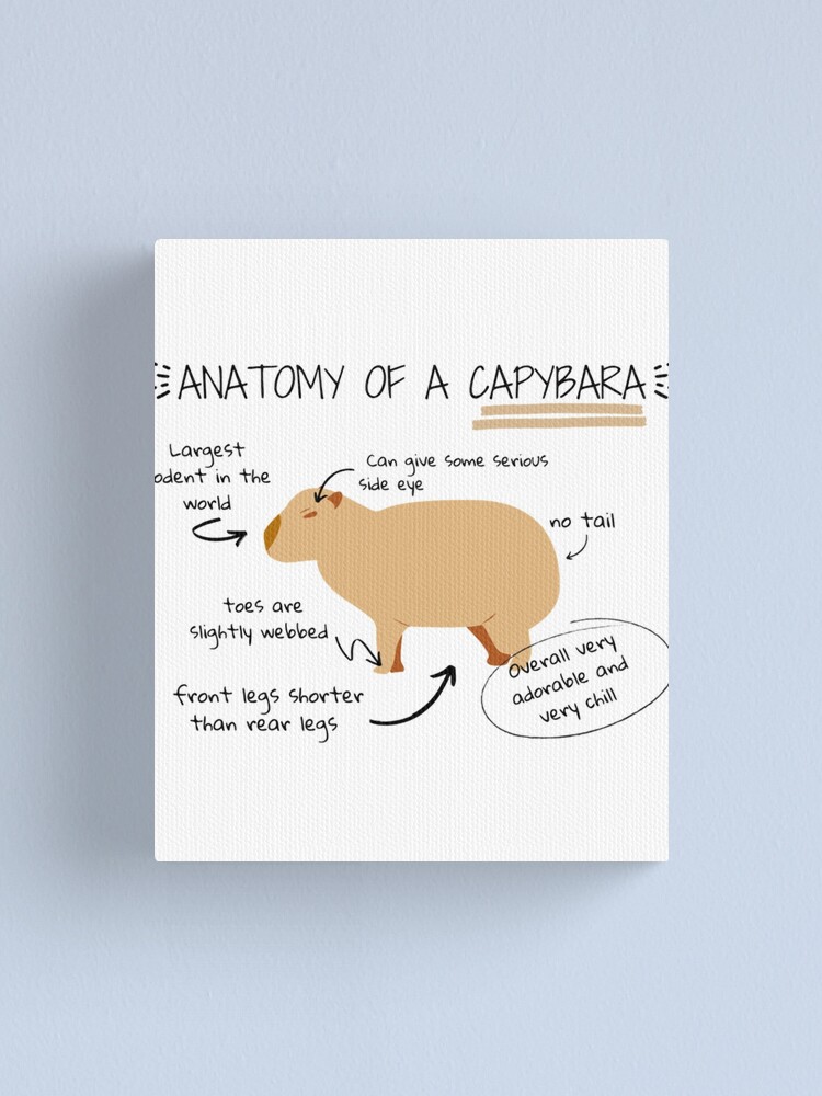 "Anatomy of a capybara" Canvas Print for Sale by FreshDressedTee ...