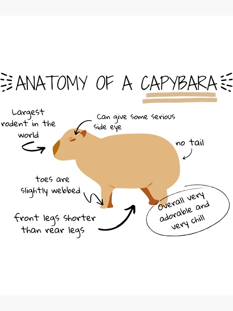 "Anatomy of a capybara" Canvas Print for Sale by FreshDressedTee ...