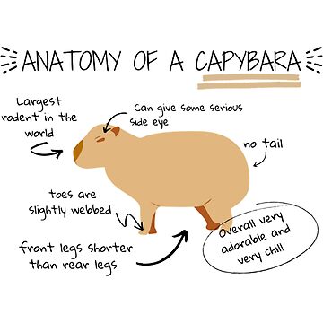 Póster for Sale con la obra «Anatomía de un capibara» de ...