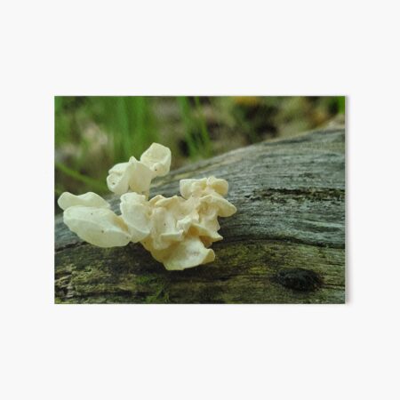 "Physalacria inflata" Art Board Print by mycophilia | Redbubble