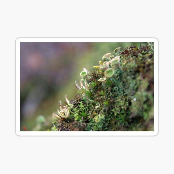 "Lichen and Moss" Sticker for Sale by SymbioticImages | Redbubble
