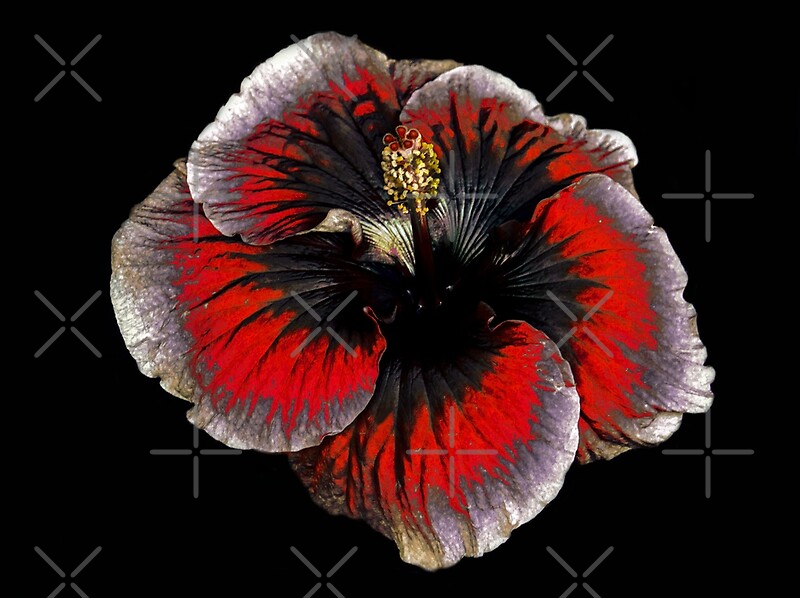 "Flower from Planet Zorg" by Heather Friedman | Redbubble