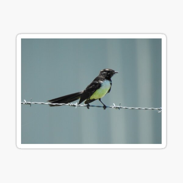 "Willy Wagtail" Sticker by Dragonsfield | Redbubble