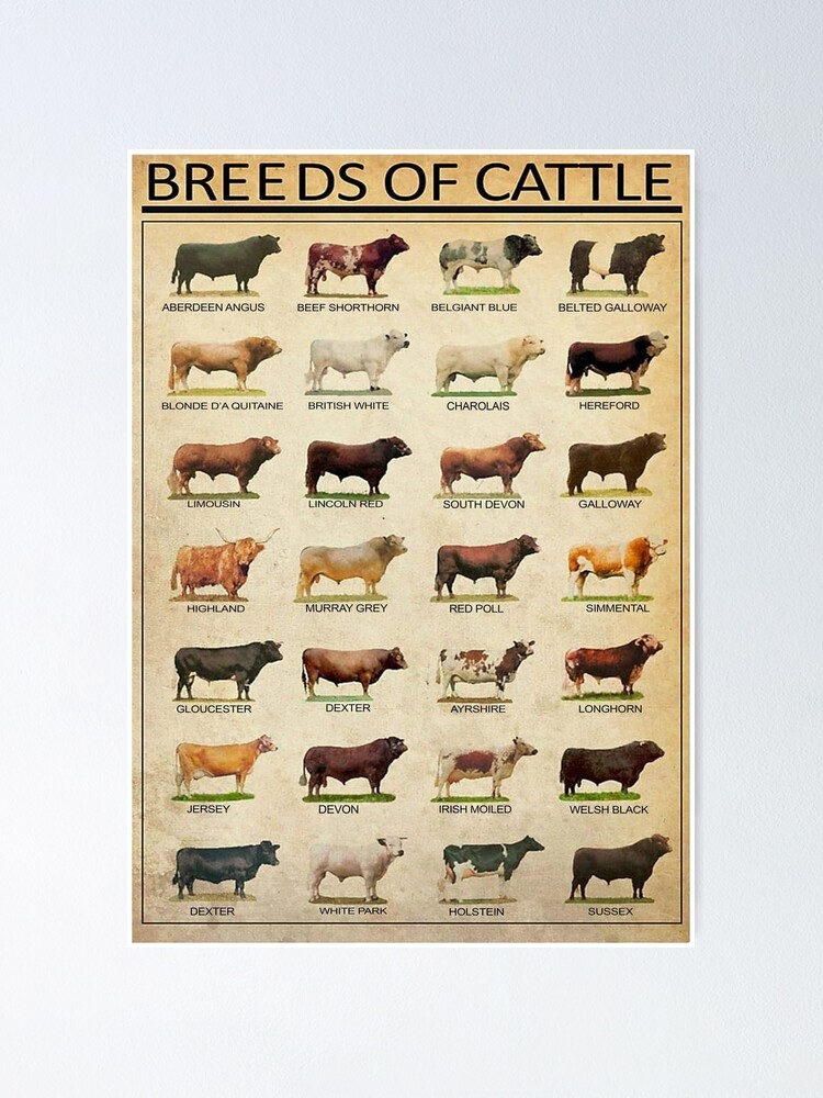 "Breeds Of Beef Cattle Poster" Poster for Sale by geraliobened | Redbubble