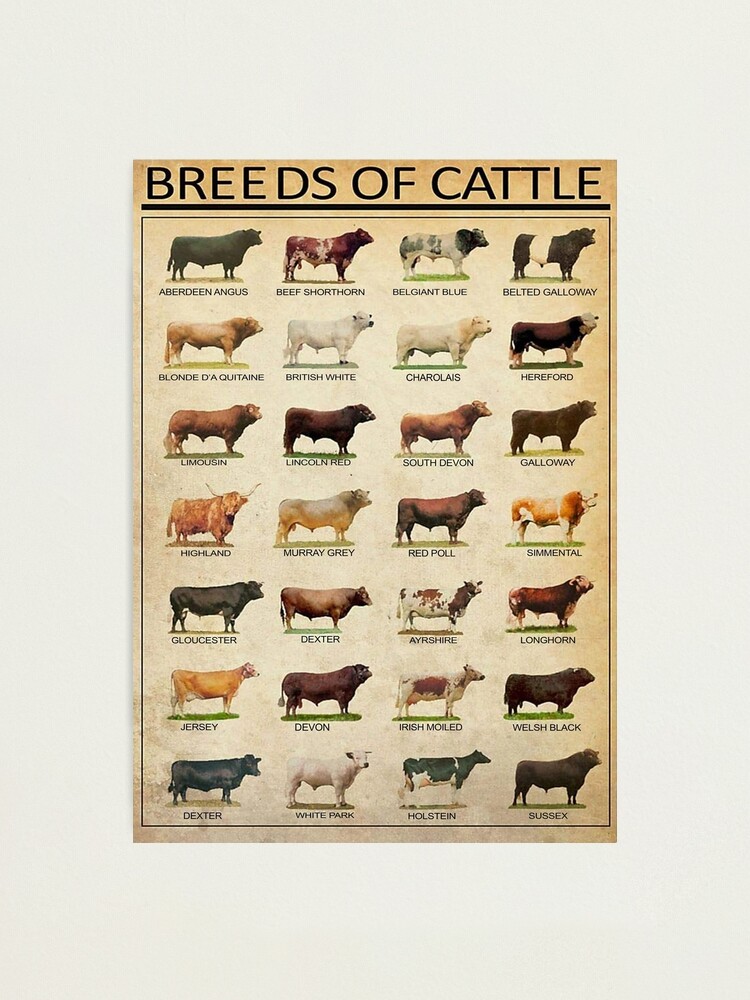 "Breeds Of Beef Cattle Poster" Photographic Print for Sale by ...
