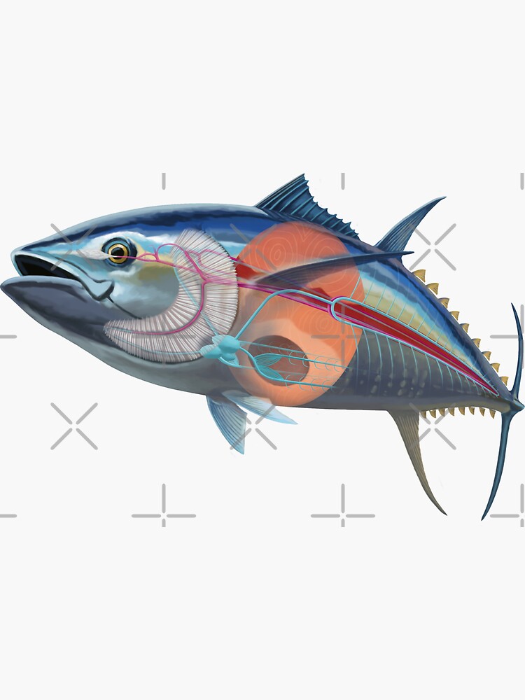 Tuna Fish Anatomy