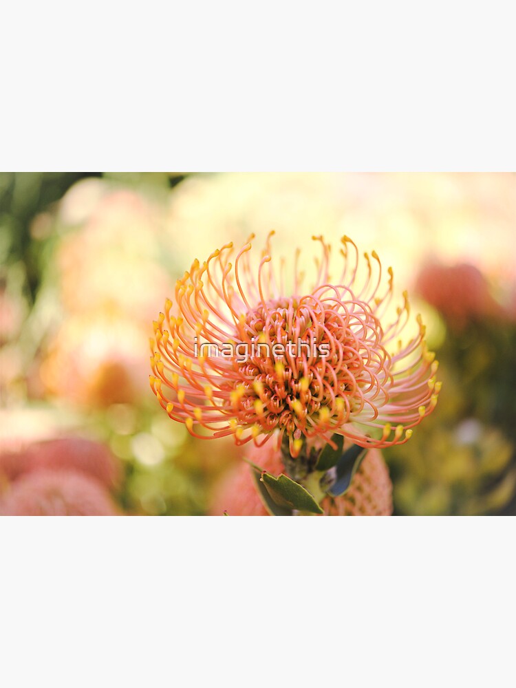 "Nature's Beautiful Nodding Pincushion - Leucospermum cordifolia ...