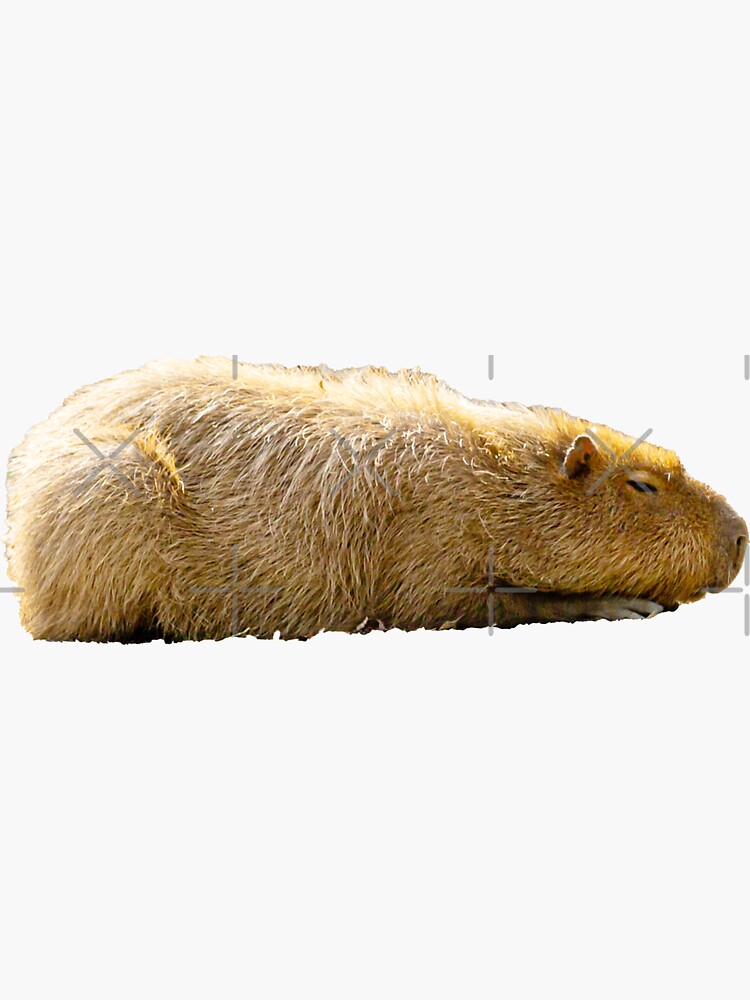 "Capybara i am hiding!" Sticker for Sale by Dalyn | Redbubble