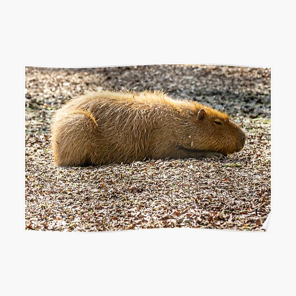 "Capybara i am hiding!" Poster for Sale by Dalyn | Redbubble