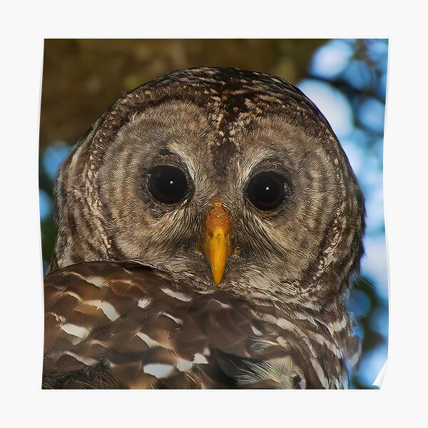 "BARRED OWL" Poster for Sale by joesaladino | Redbubble