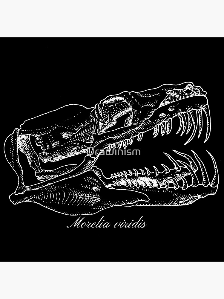 "Green python skull light on dark" Poster for Sale by Drawinism | Redbubble