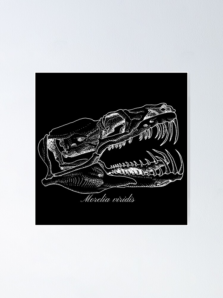 "Green python skull light on dark" Poster for Sale by Drawinism | Redbubble